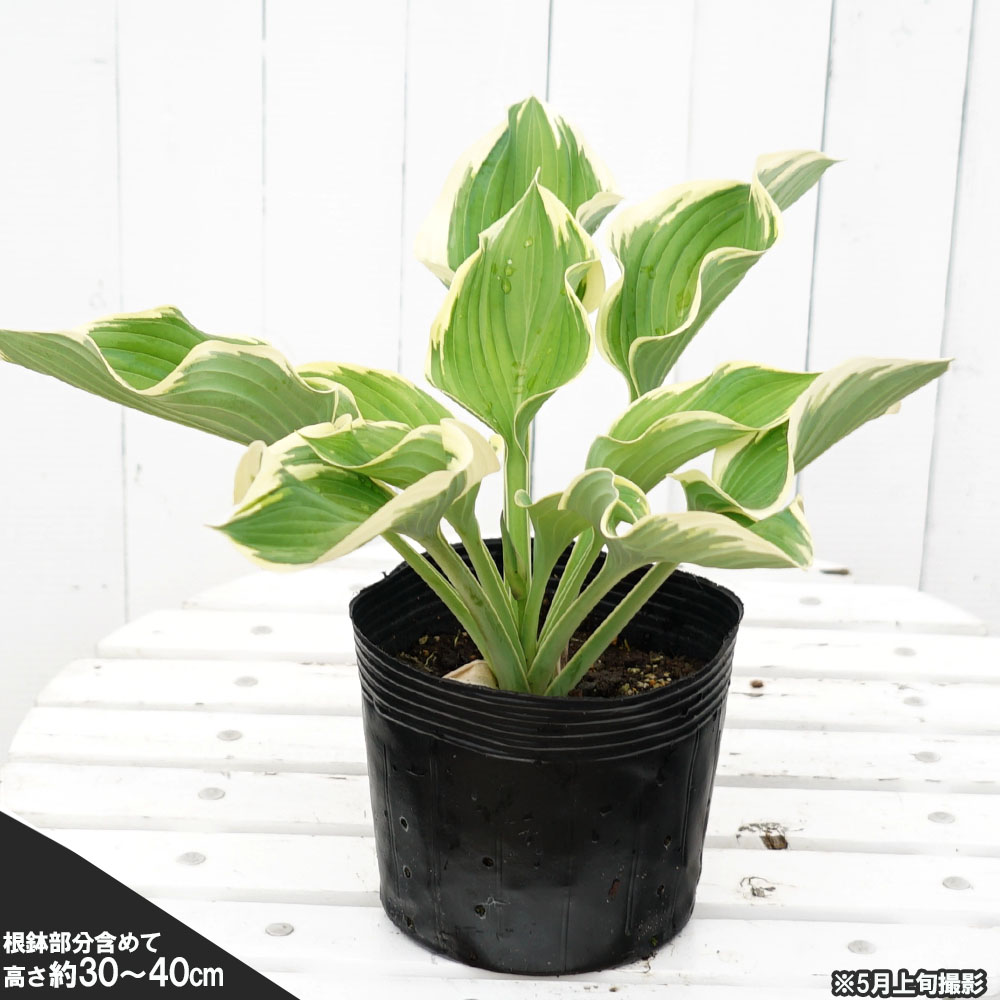 hosta-sagae-p30 | 苗木部の部室 〜苗木、育てよう〜 By 花ひろばオンライン