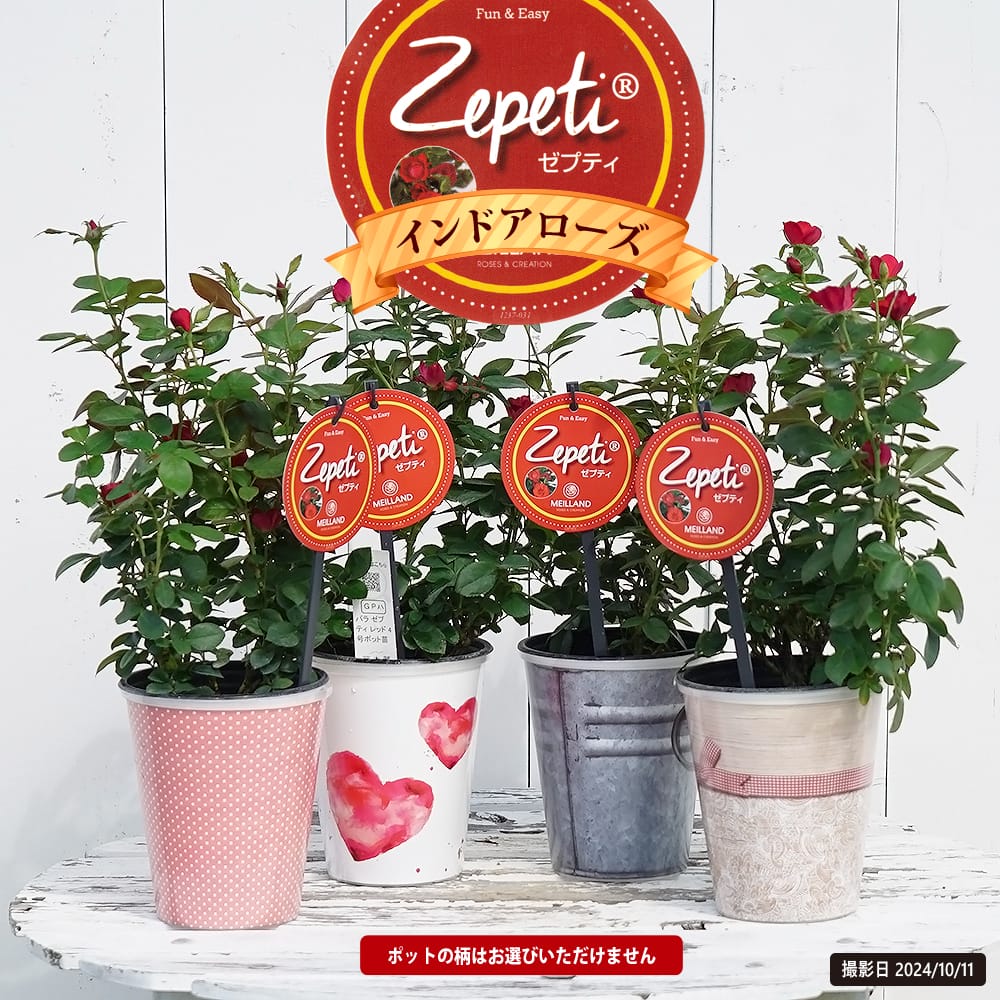 ゼプティ バラ Mini ミニバラの特徴と育て方 rose_mys001-03 | 苗木部の部室 〜苗木、育てよう〜 By 花ひろばオンライン